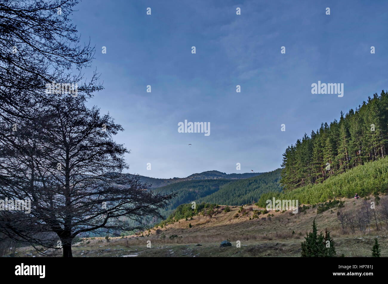 Panorama of glade and late autumn forest in Vitosha mountain, Bulgaria ...