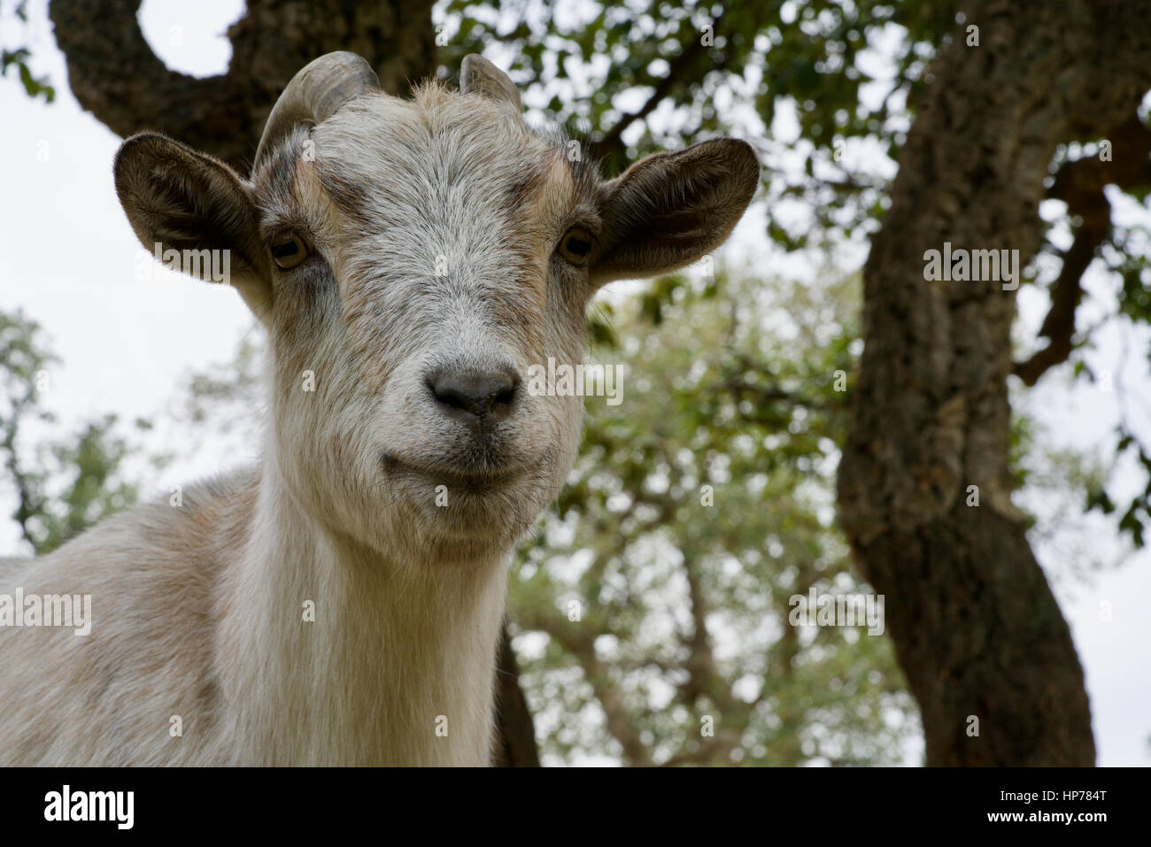 goat looking directly to the viewer Stock Photo - Alamy
