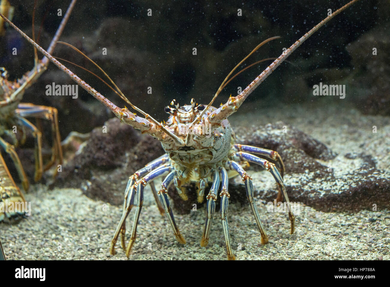 Live lobster hi-res stock photography and images - Alamy