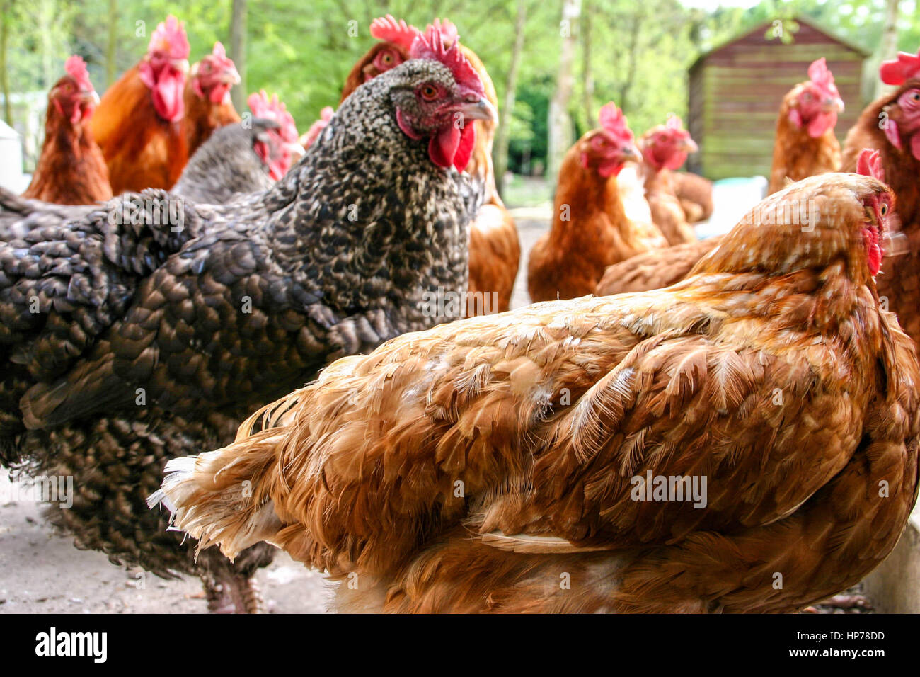 Speckled chicken rooster hi-res stock photography and images - Alamy