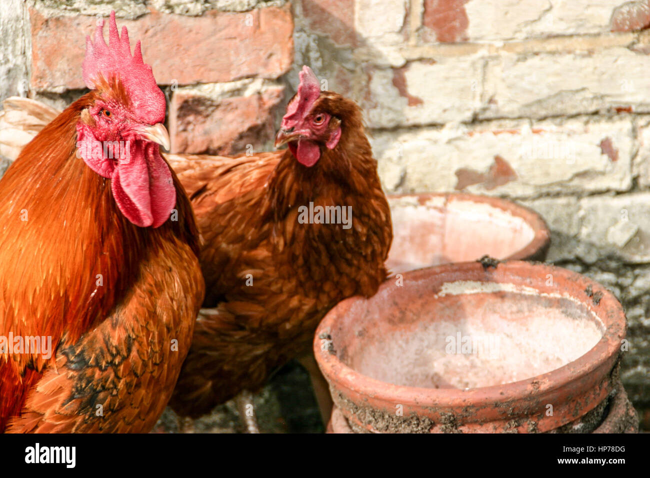 Free range rooster hi-res stock photography and images - Alamy