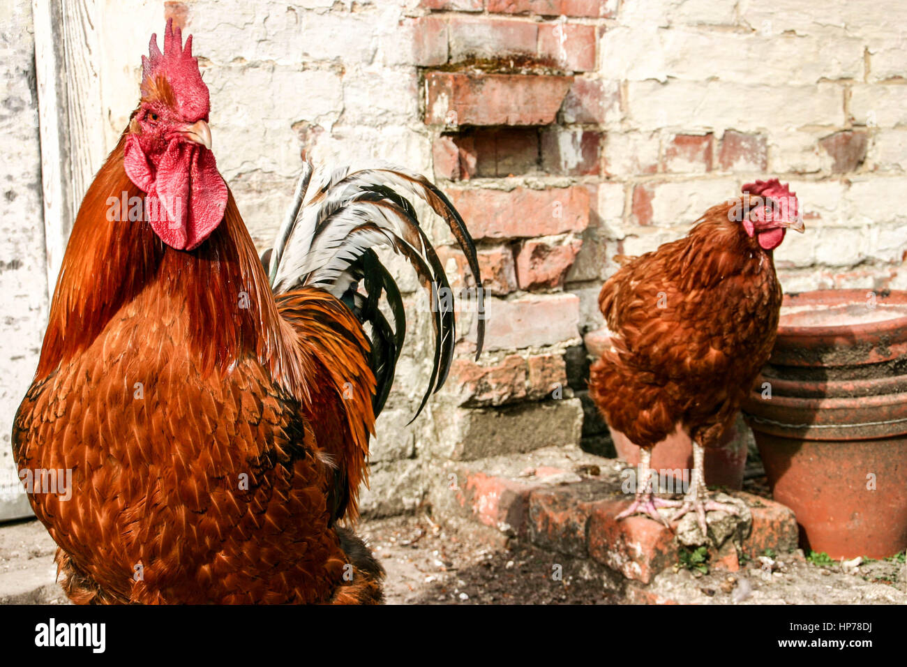 Male chickens hi-res stock photography and images - Alamy