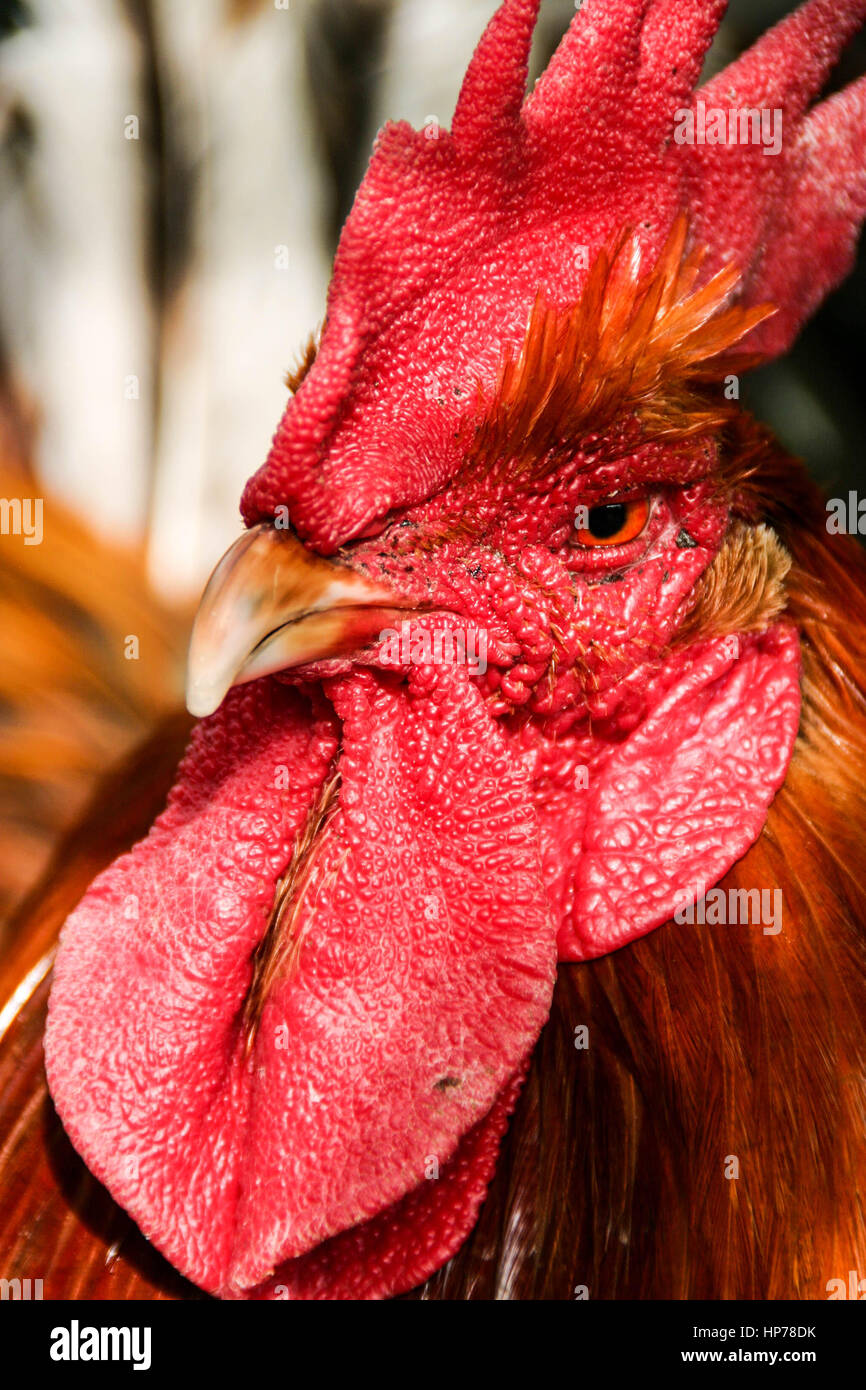 Free range bird hi-res stock photography and images - Alamy