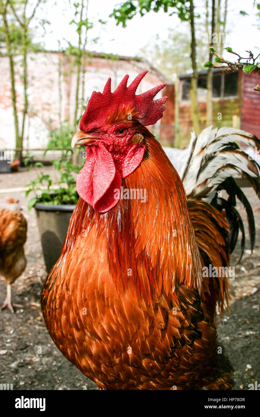 Male hen hi-res stock photography and images - Alamy