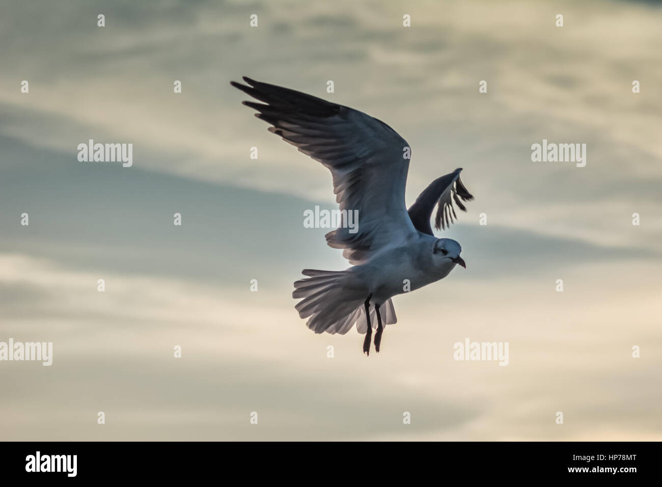 Flying dance hi-res stock photography and images - Alamy