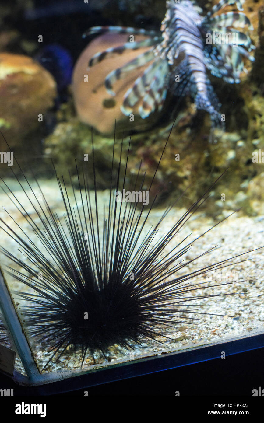 Black spiny sea urchins hi-res stock photography and images - Alamy