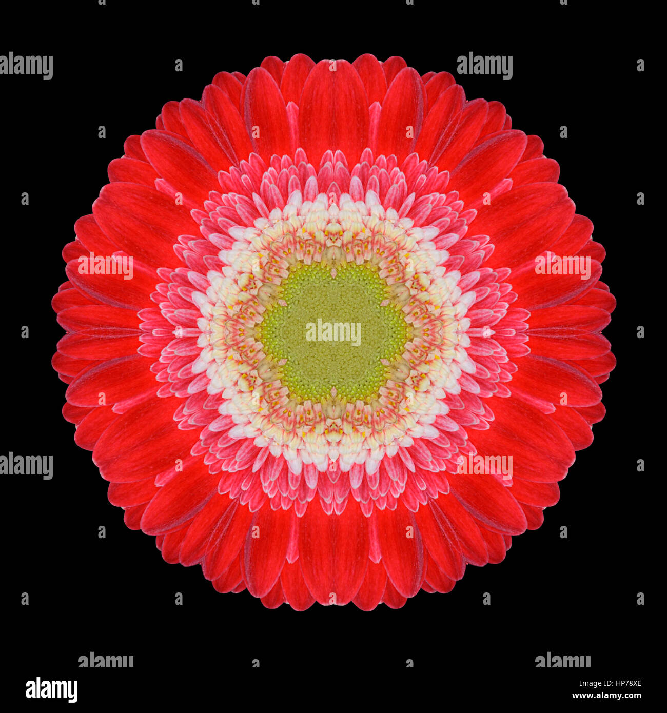 Mandala Flower isolated on Black background Stock Photo - Alamy