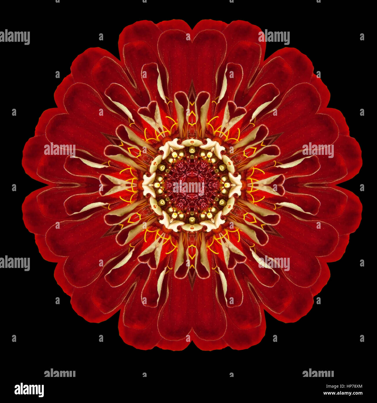 Mandala Flower isolated on Black background Stock Photo - Alamy