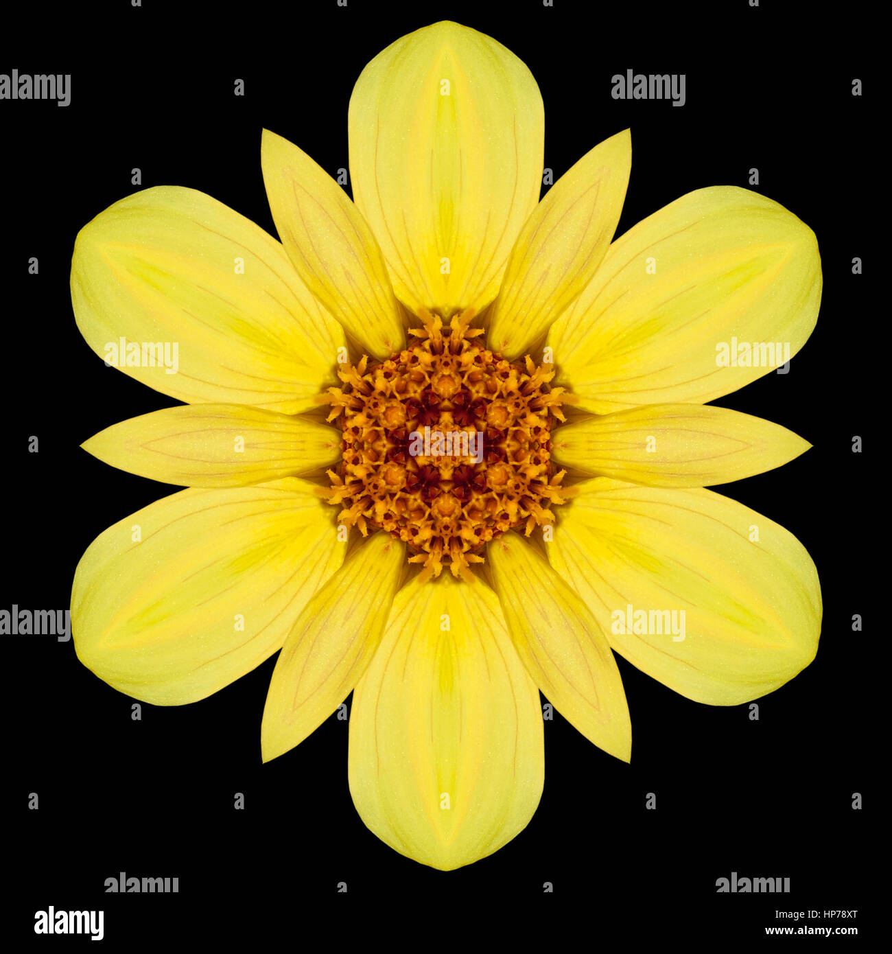 Mandala Flower isolated on Black background Stock Photo - Alamy