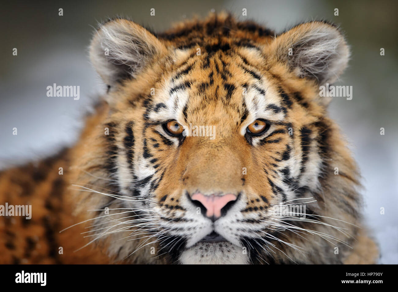 Siberian tiger portrait. Aggressive stare face meaning danger for the ...