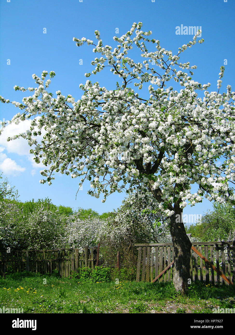 Blooming fruit tree Stock Photo - Alamy