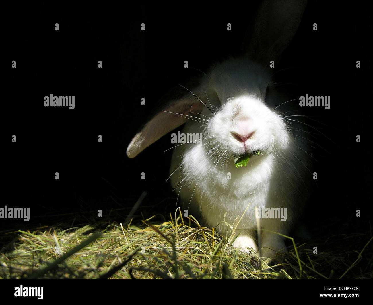 Black rabbit bunny white nose hi-res stock photography and images - Alamy