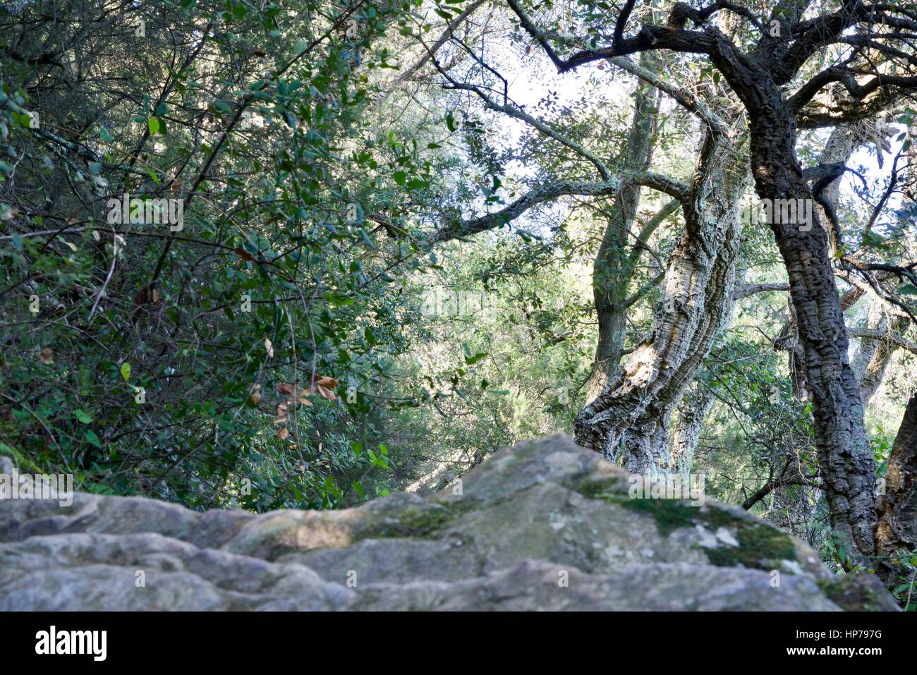 mystic view of an oak forest Stock Photo - Alamy