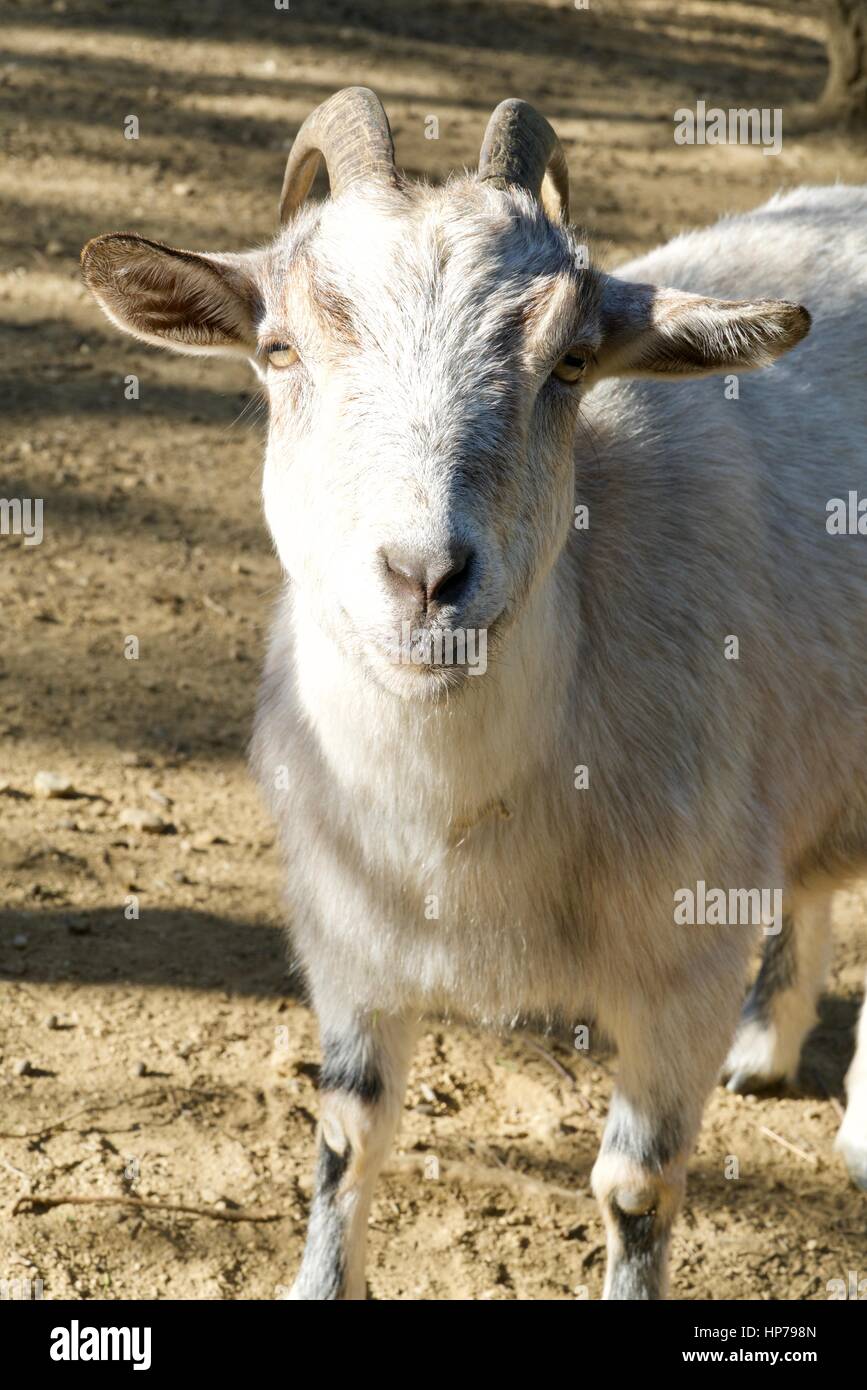 closeup of a friendly looking white goat Stock Photo - Alamy