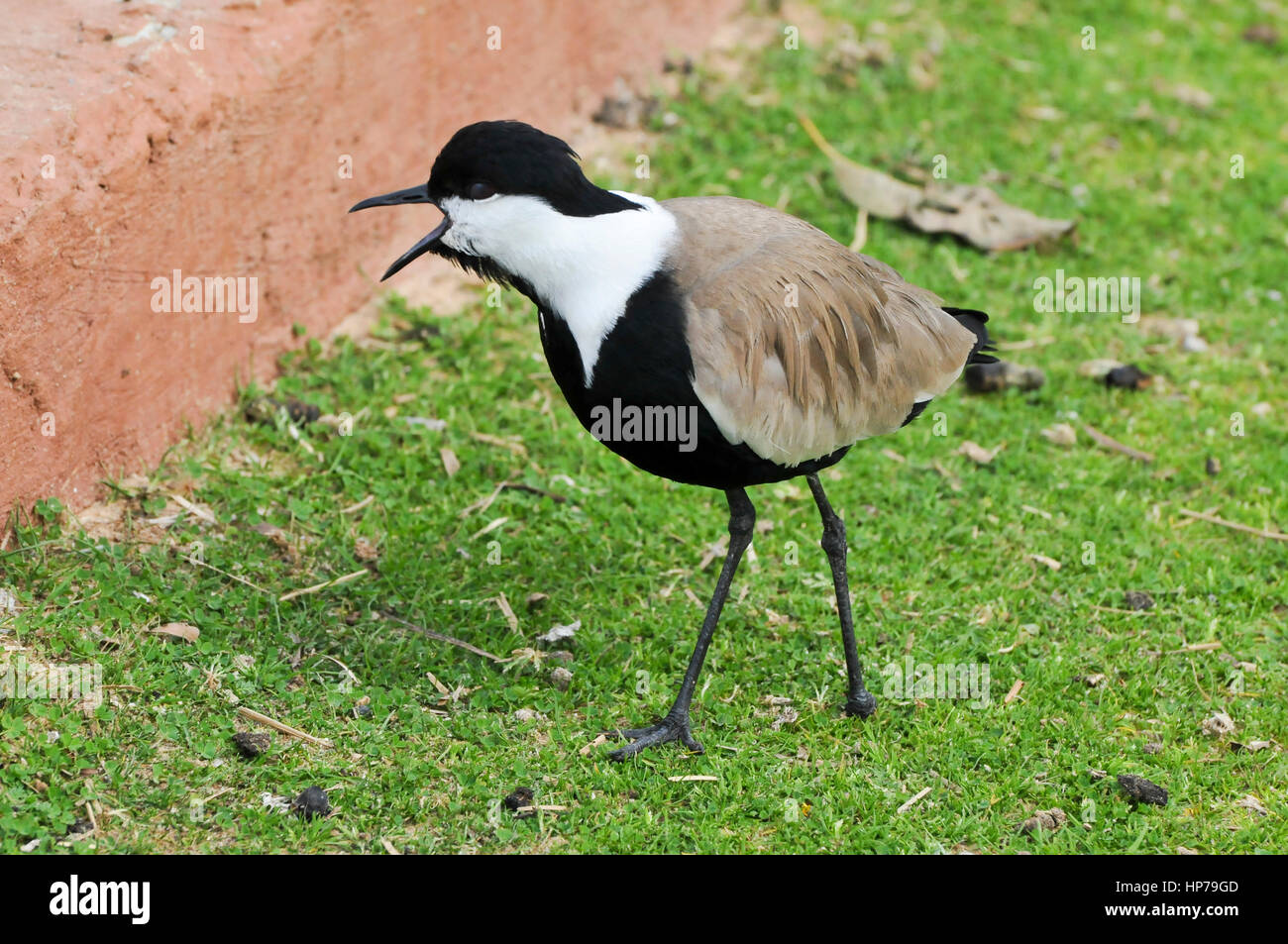 Spur winger plover hi-res stock photography and images - Alamy
