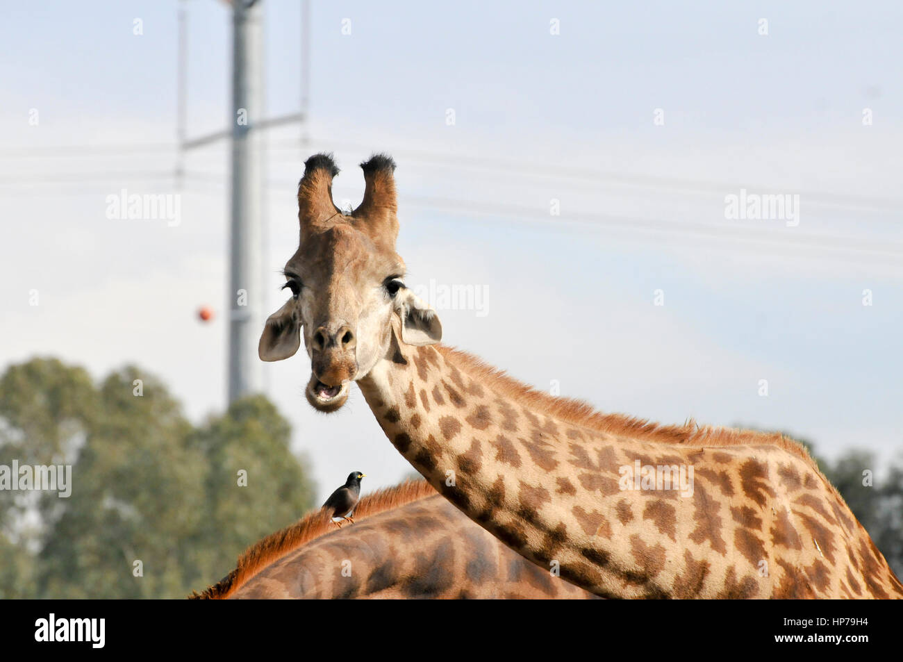 Face head giraffe zoo hi-res stock photography and images - Alamy