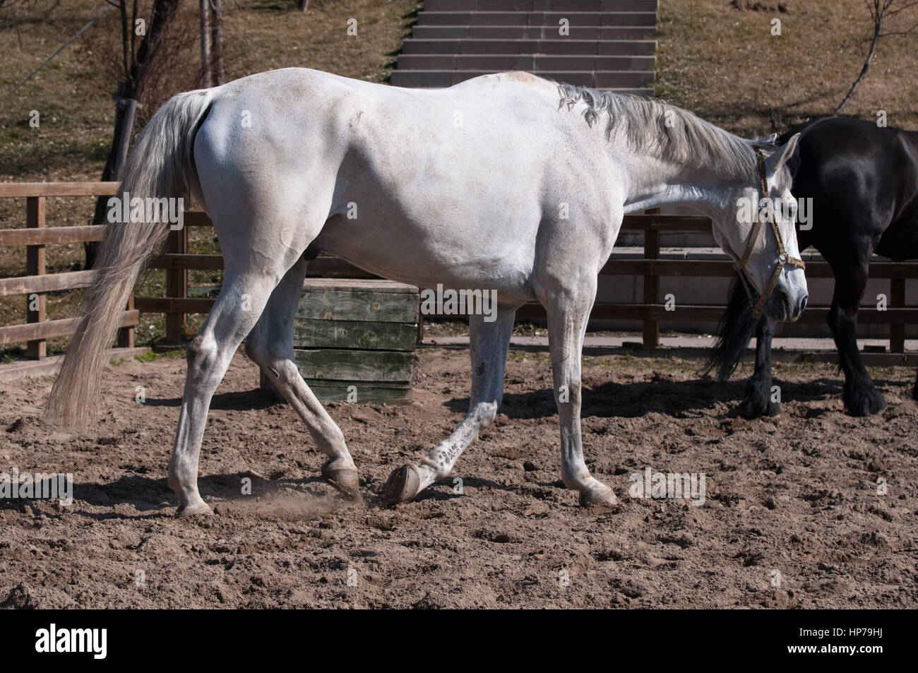 The white horse training Stock Photo - Alamy