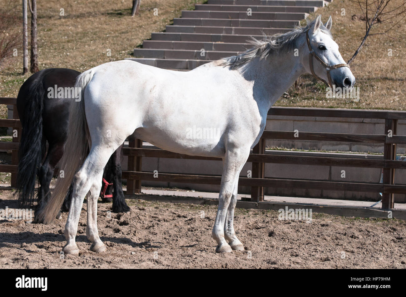 The white horse training Stock Photo - Alamy