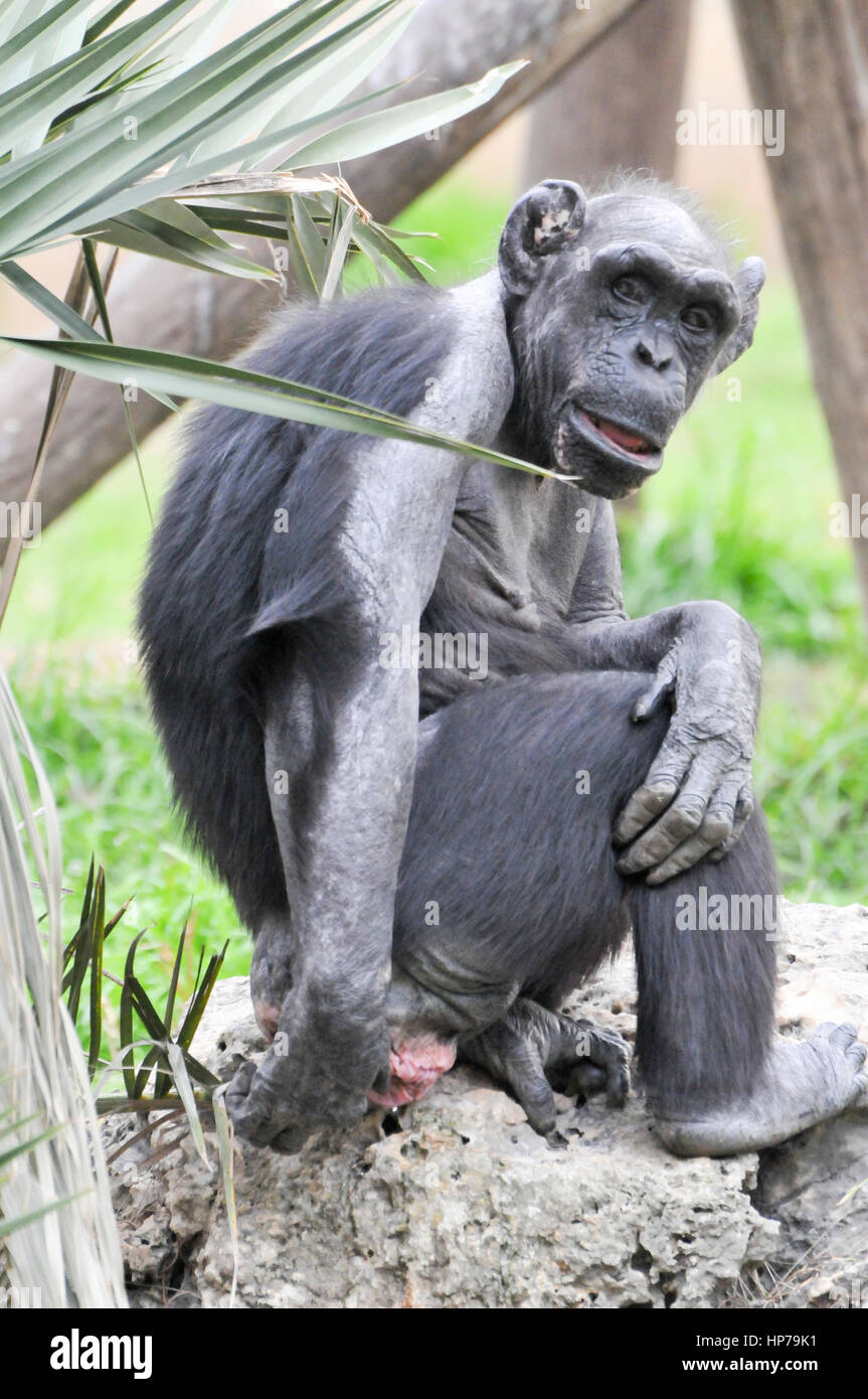 full body image of a Chimpanzee in captivity Stock Photo - Alamy