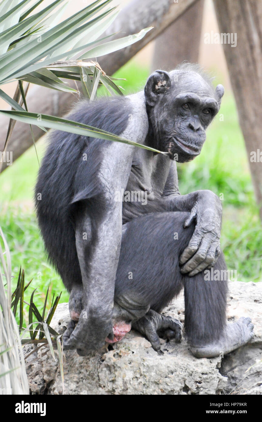 Chimpanzees In Captivity