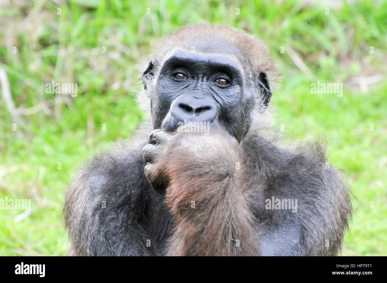 Thinking Gorilla