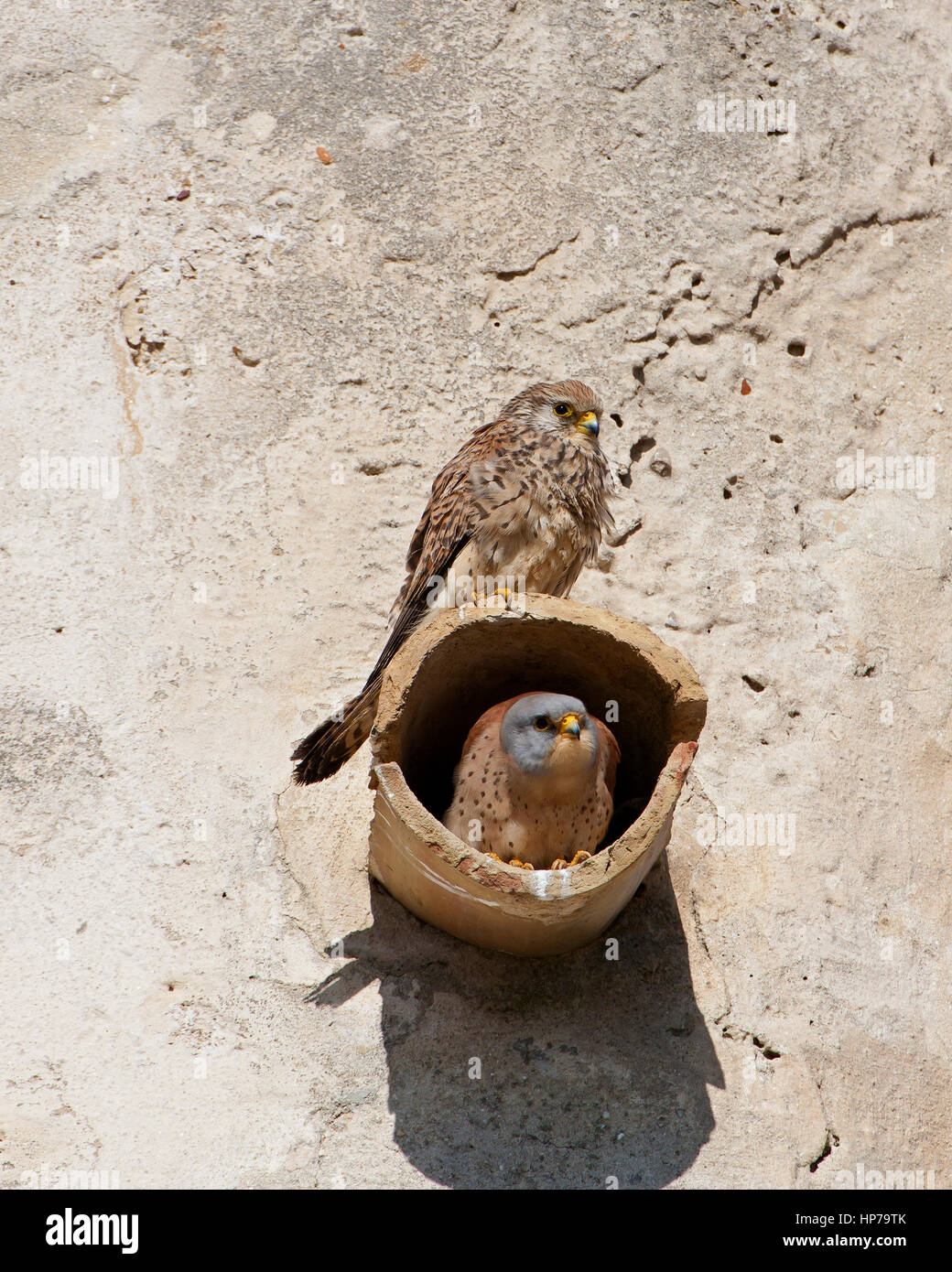 Male lesser kestre hi-res stock photography and images - Alamy