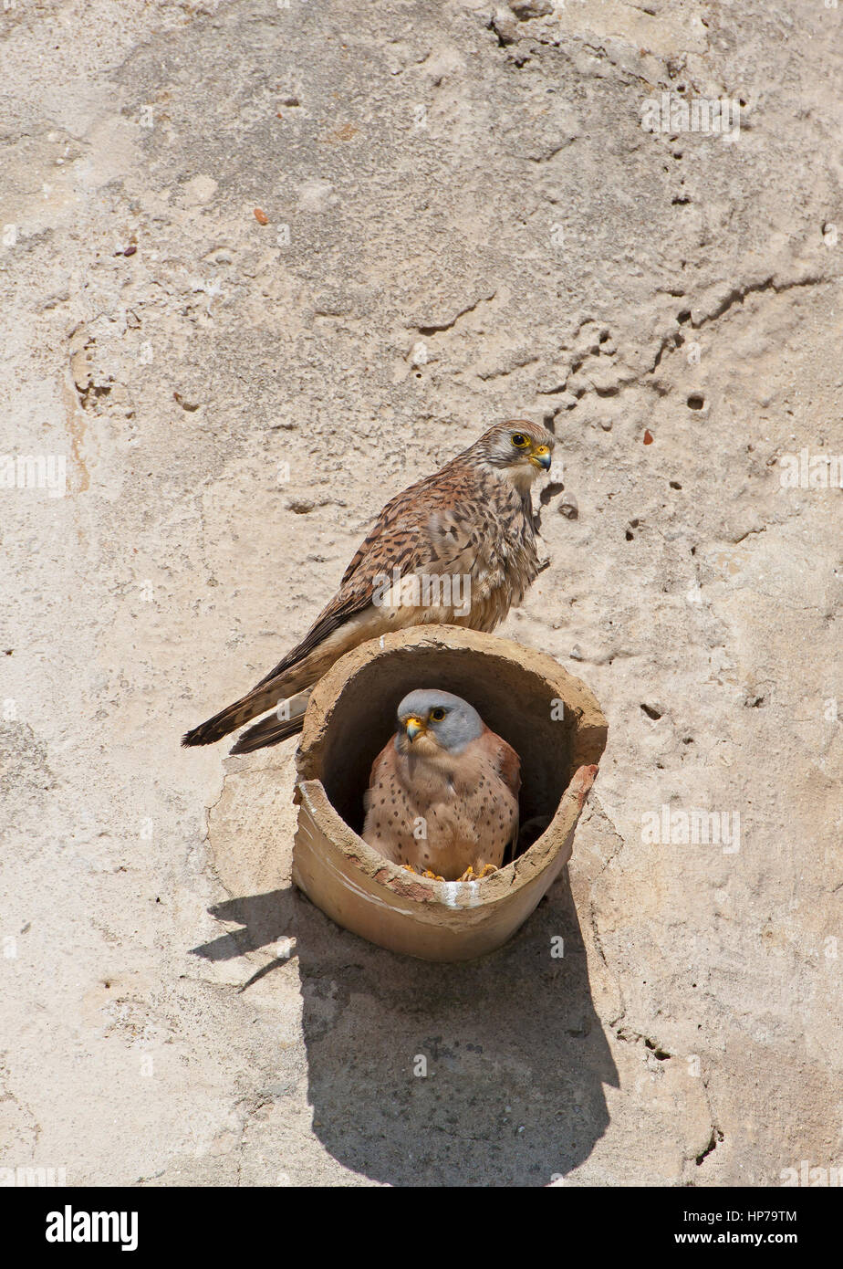 Male Female Lesser Kestrel Falco naumanni at nest site Tarifa castle ...