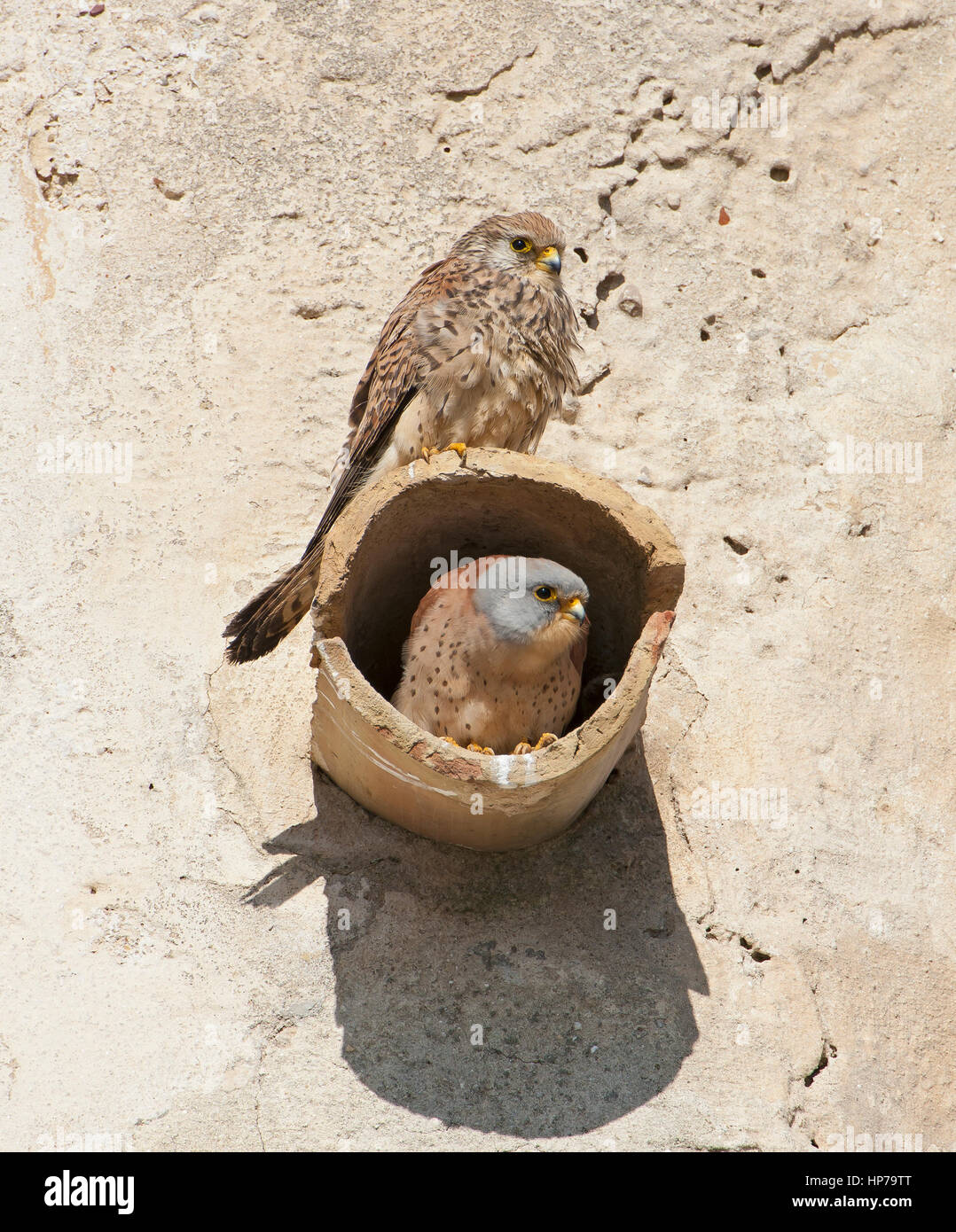 Male Female Lesser Kestrel Falco naumanni at nest site Tarifa castle ...