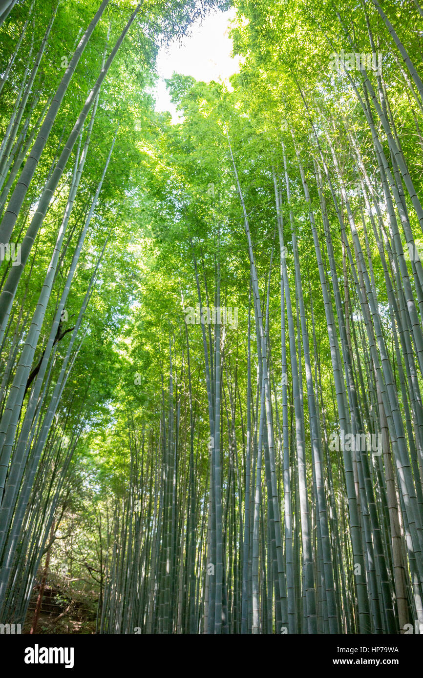 Bamboo Forest Grove in Arashiyama, Kyoto, Japan Stock Photo - Alamy