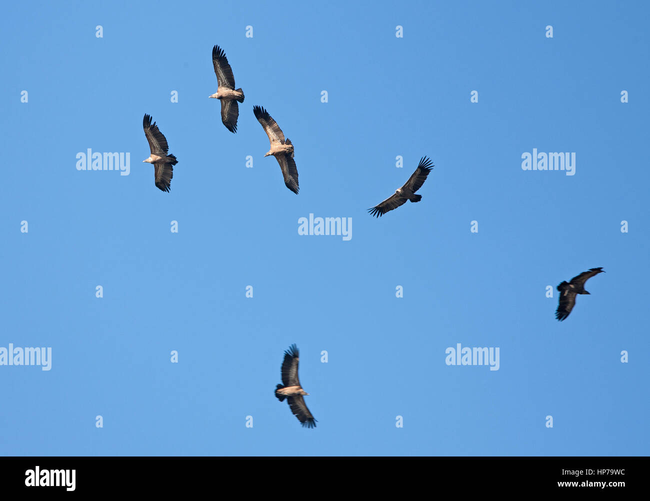 Birds circling over carrion hi-res stock photography and images - Alamy