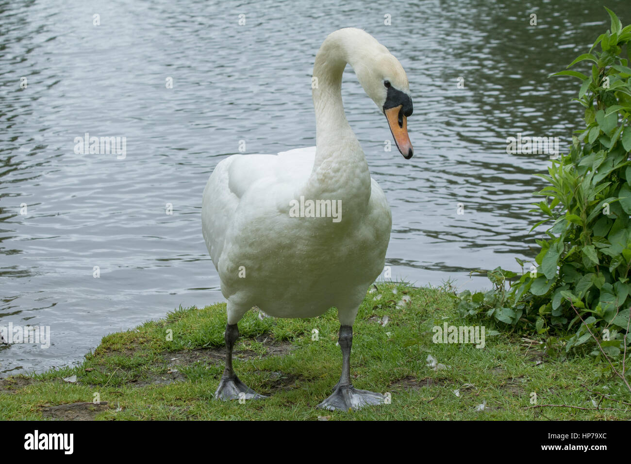 Swan guard hi-res stock photography and images - Alamy