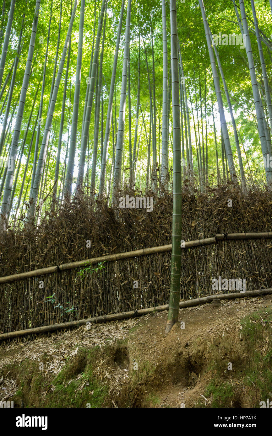 Bamboo Forest Grove in Arashiyama, Kyoto, Japan Stock Photo - Alamy