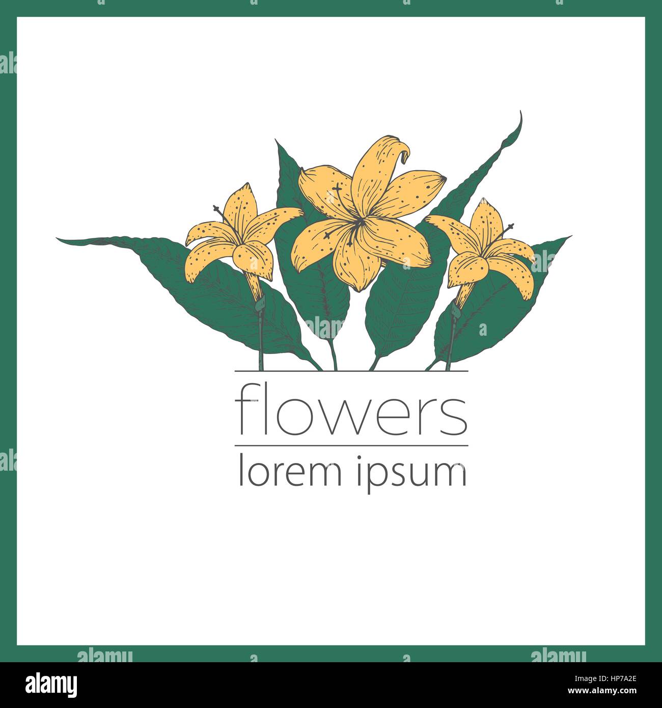 Hand drawn vector flower illustration. Vintage botany logo with lily ...