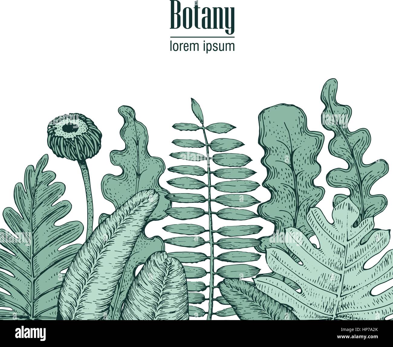 Hand drawn vector botany illustration. Vintage background with forest ...