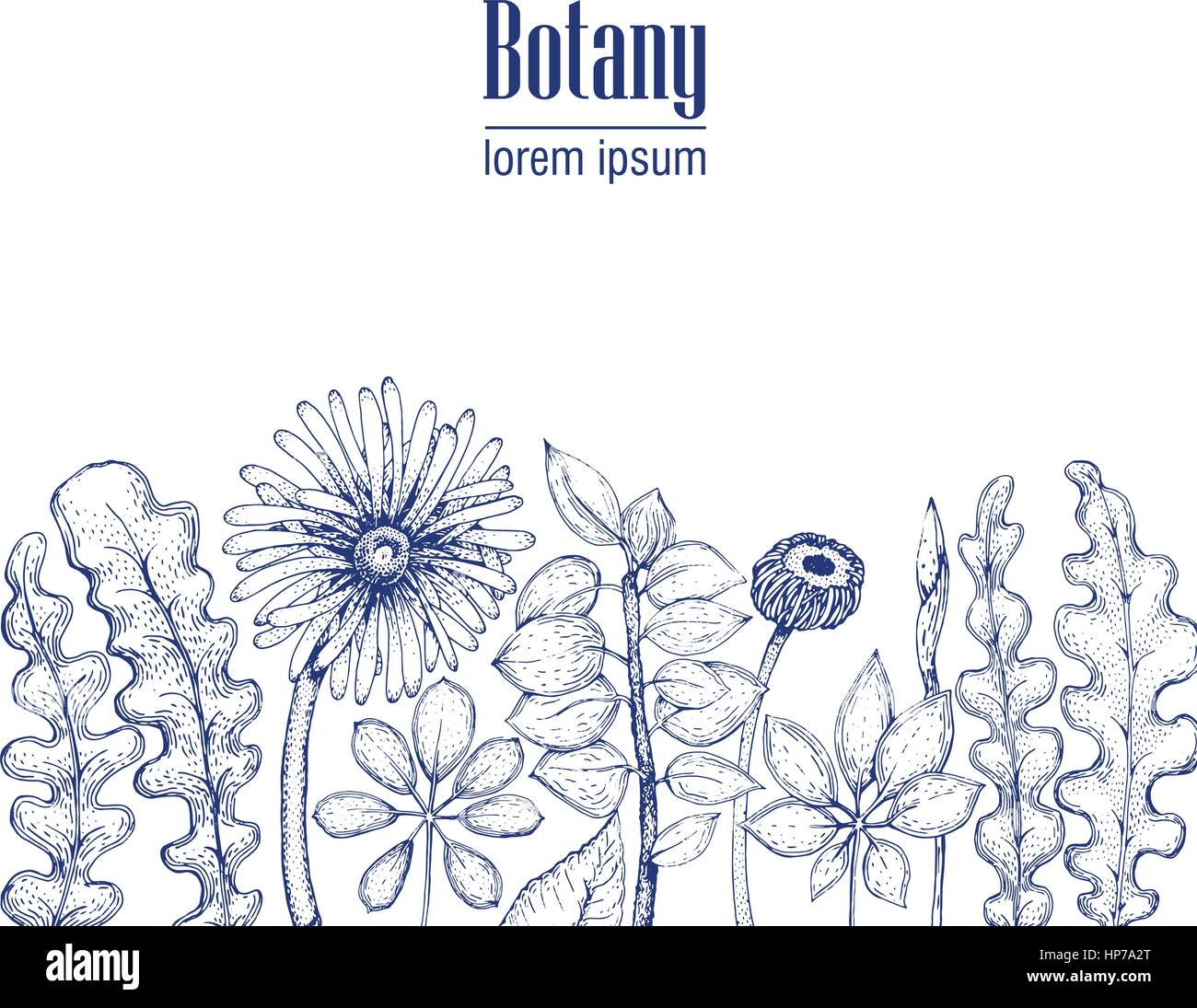 Hand drawn vector botany illustration. Vintage background with forest ...