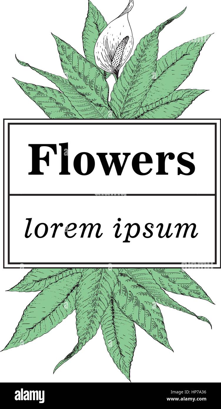 Hand drawn vector botany illustration. Vintage logo template with calla ...