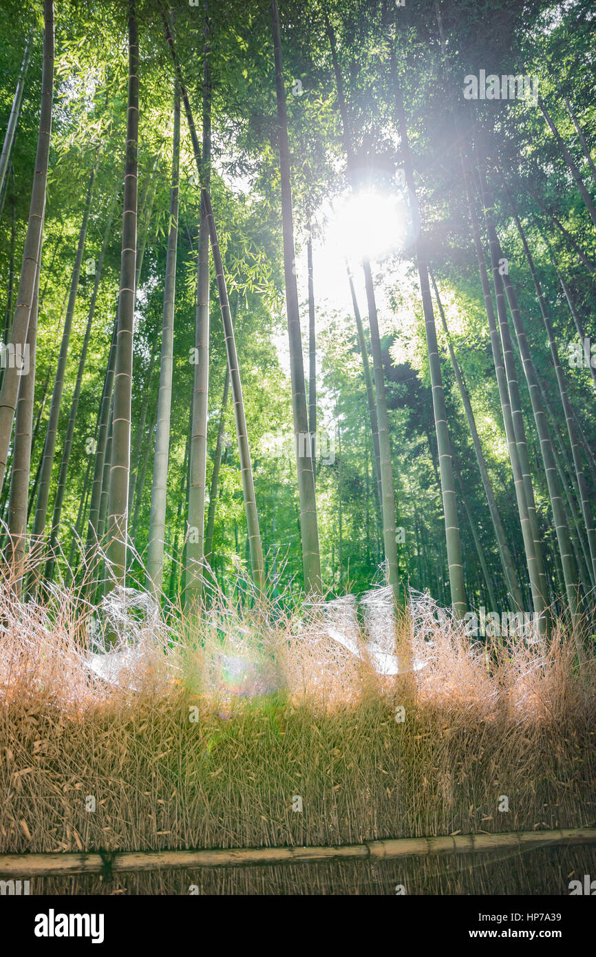 Bamboo Forest Grove in Arashiyama, Kyoto, Japan Stock Photo - Alamy