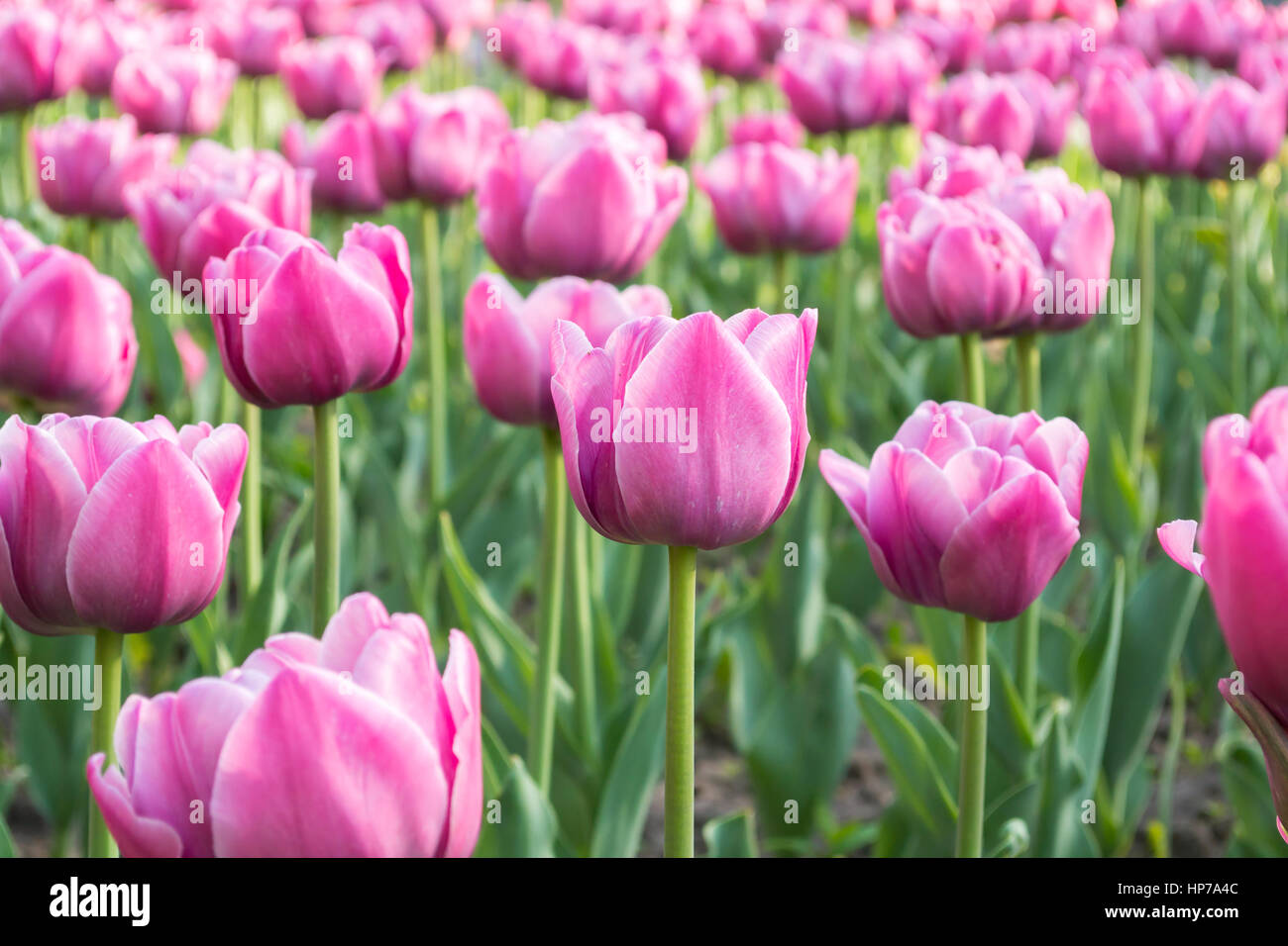 Pink flower field hi-res stock photography and images - Alamy