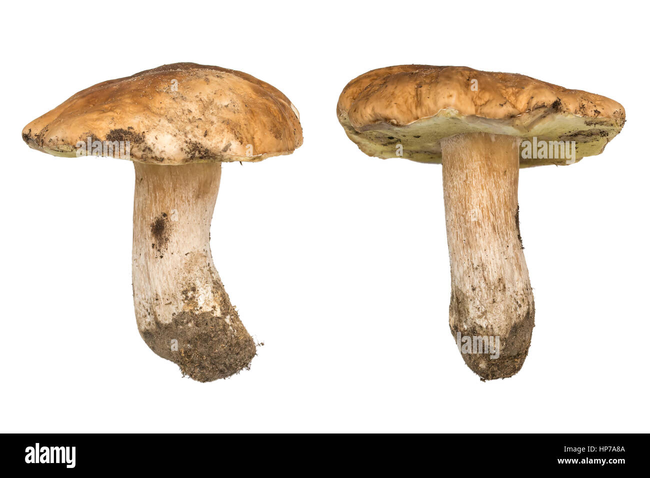 Porcini mushrooms. Cep isolated. The natural color and texture Stock ...