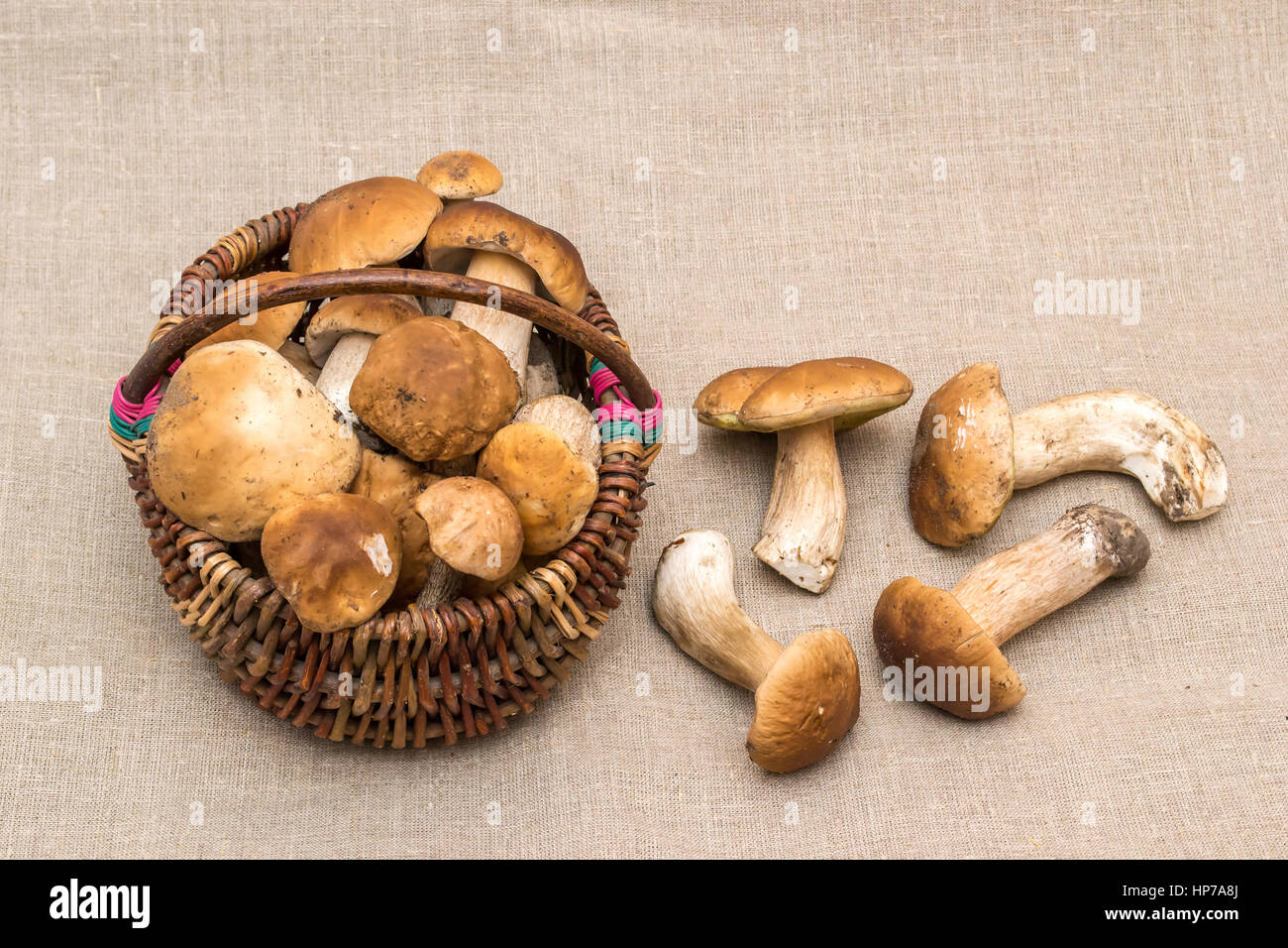 Group of mushroom hi-res stock photography and images - Alamy