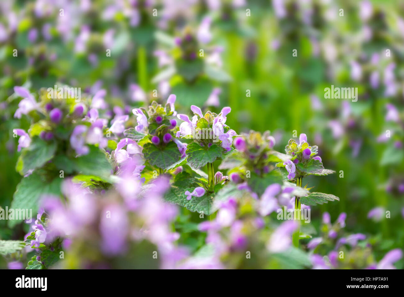 Small spring flowers. Pink spring flowers. Flowers on the meadow ...