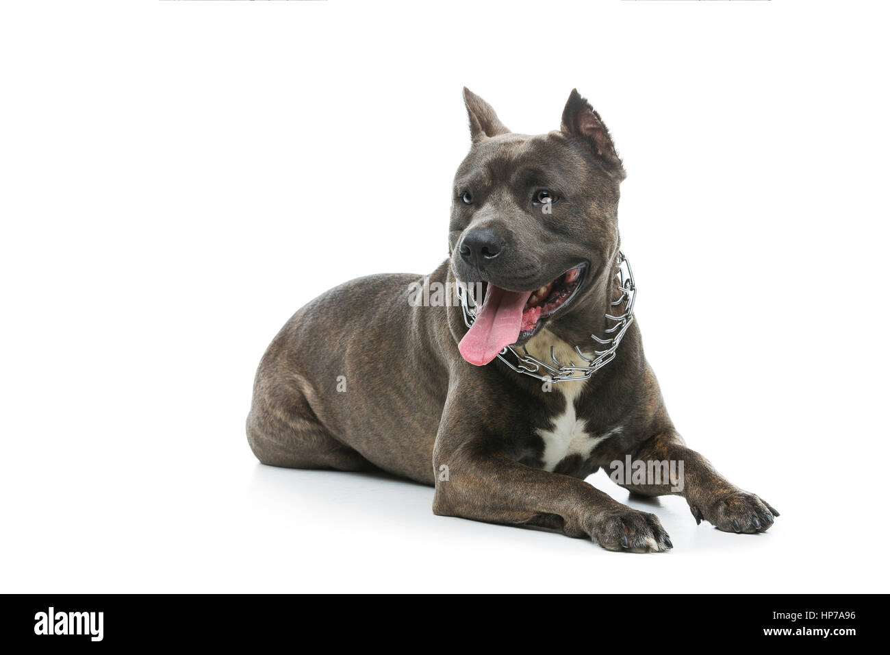 Beautiful american staffordshire terrier dog. Tiger blue color male pet ...