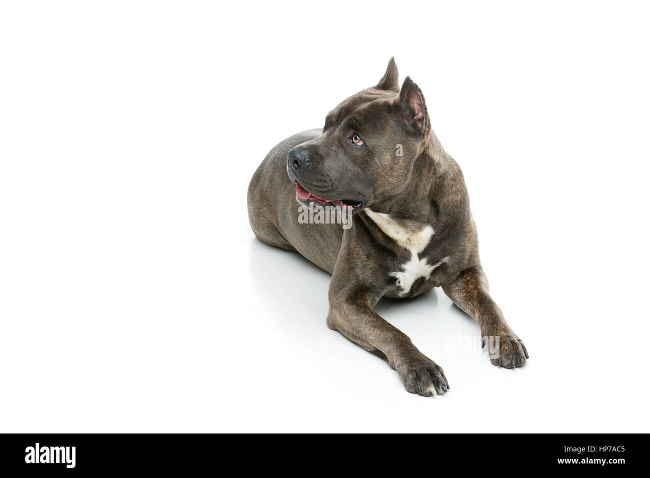 Beautiful american staffordshire terrier dog. Tiger blue color male pet ...