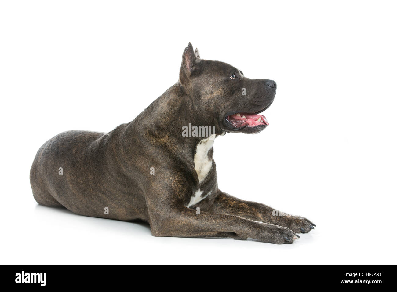 Beautiful american staffordshire terrier dog. Tiger blue color male pet ...