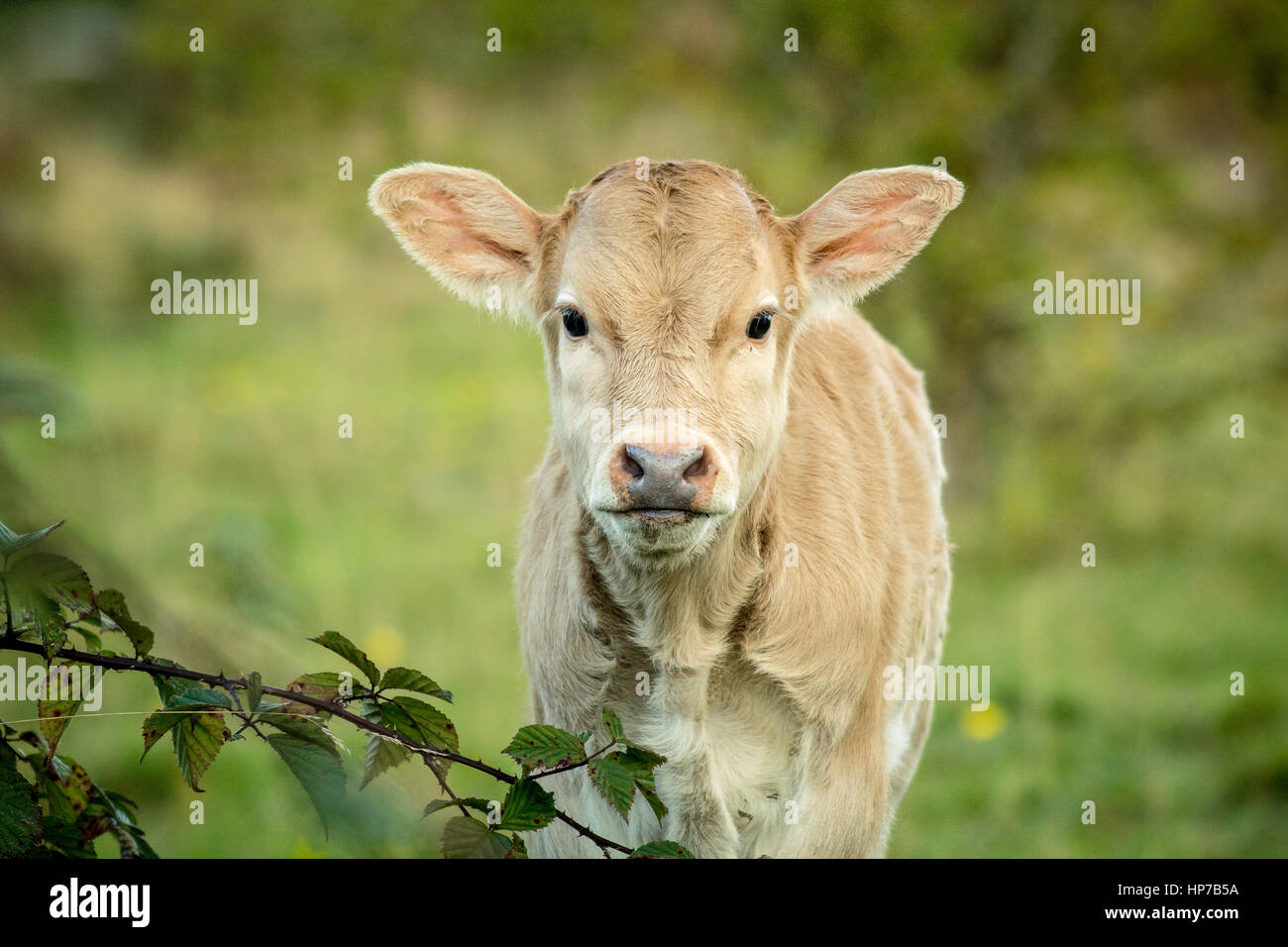 Calf on Greenham Common Stock Photo - Alamy