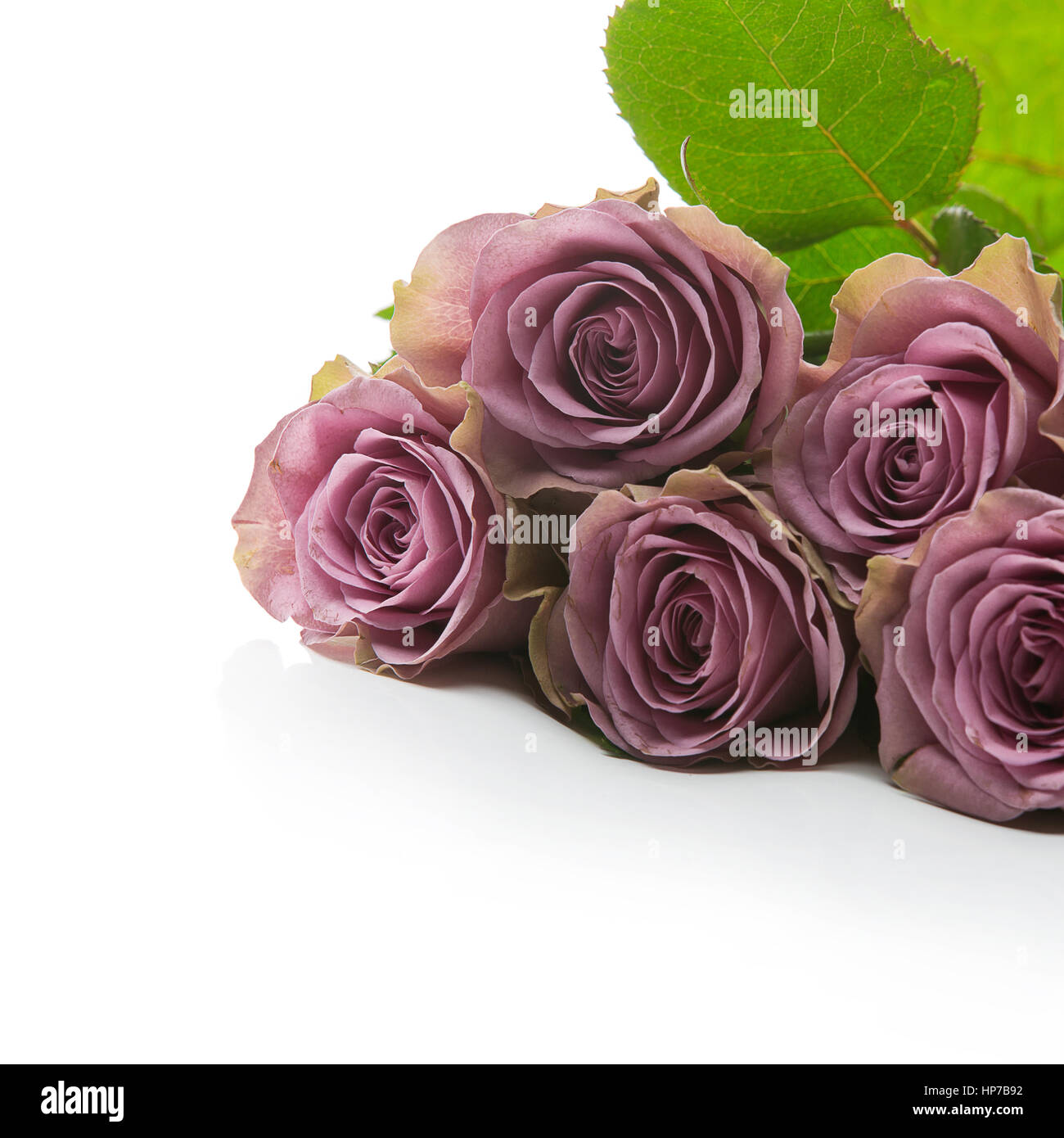 Beautiful soft pink tea rose flowers lying on white background ...