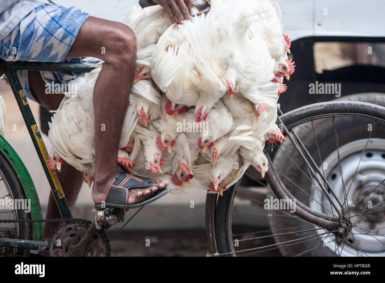 India chicken transport hi-res stock photography and images - Alamy