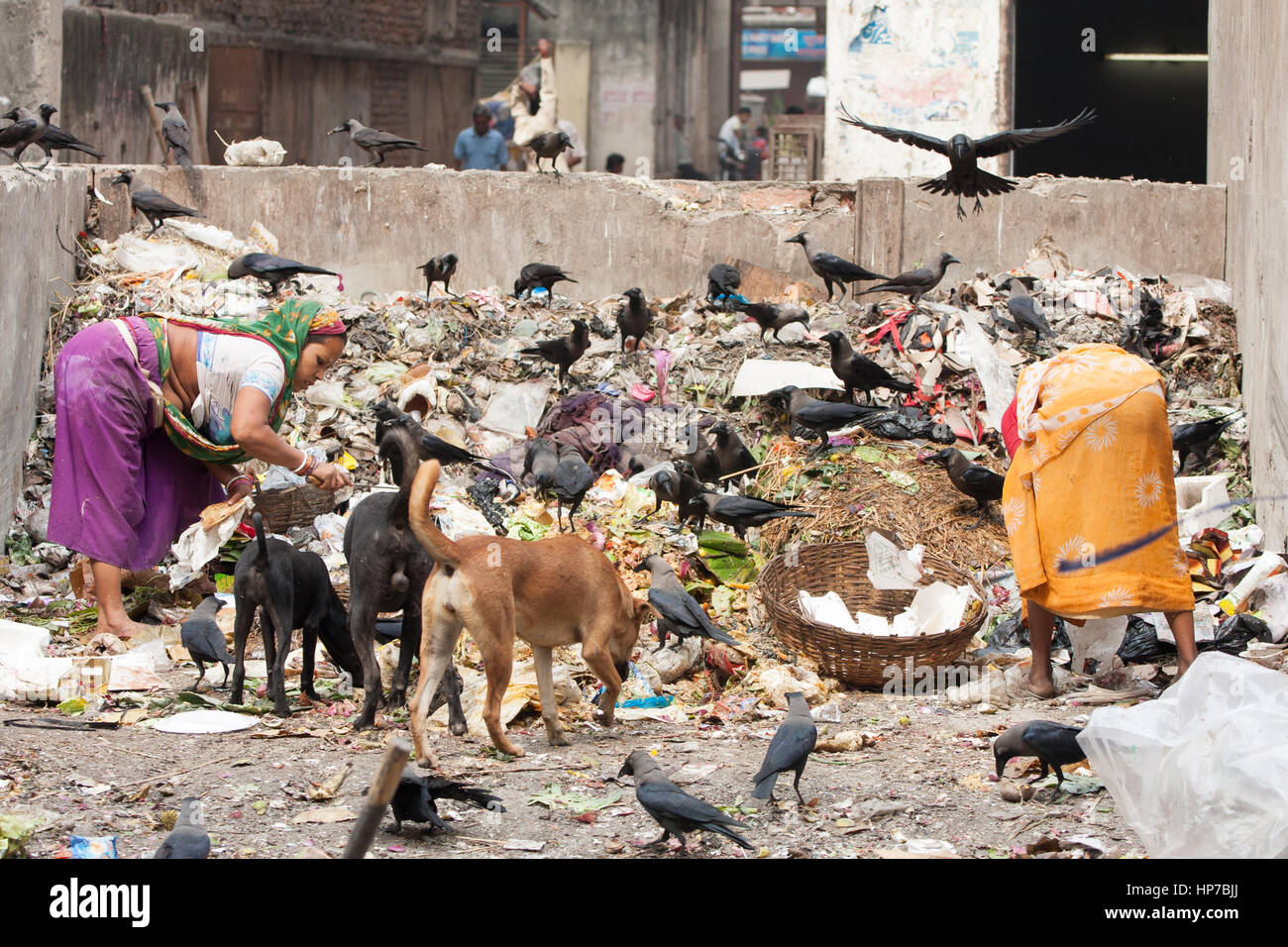 Scavenging rubbish garbage hi-res stock photography and images - Alamy