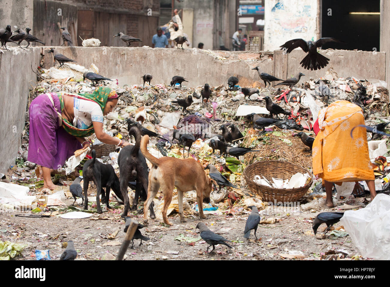 Scavenging waste hi-res stock photography and images - Alamy