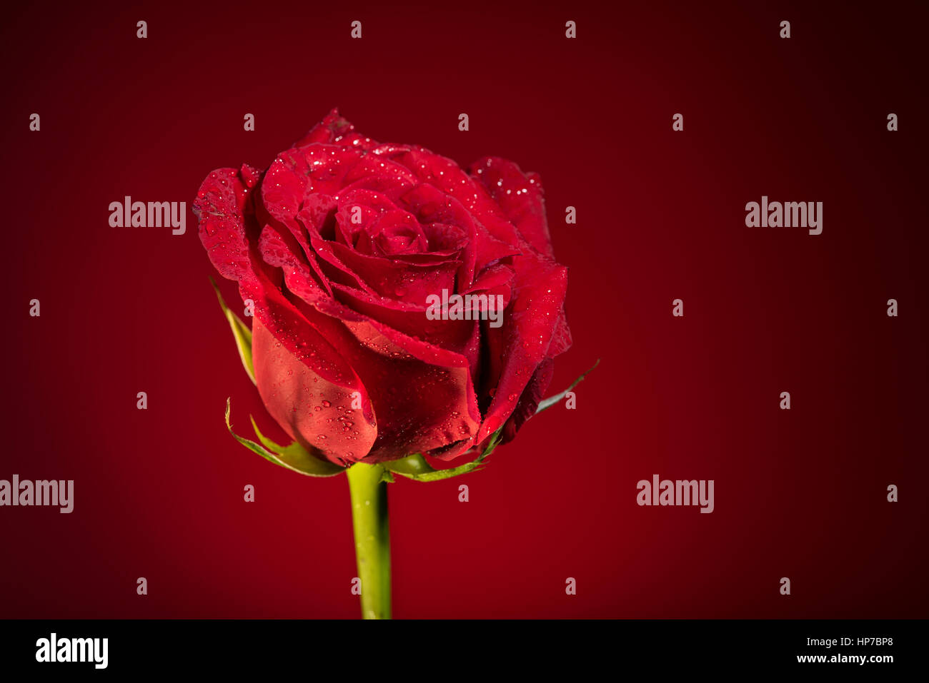 Red roses against background Stock Photo - Alamy